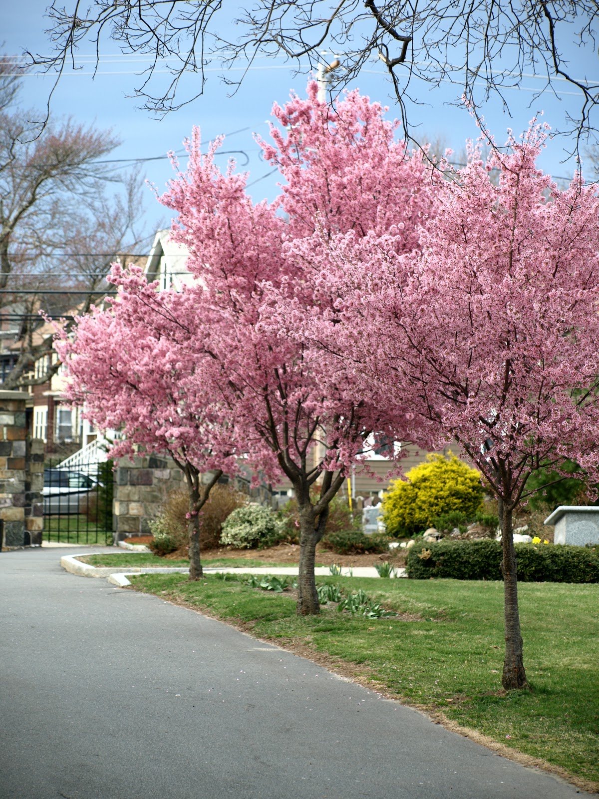 picture/day: Blossom trees!