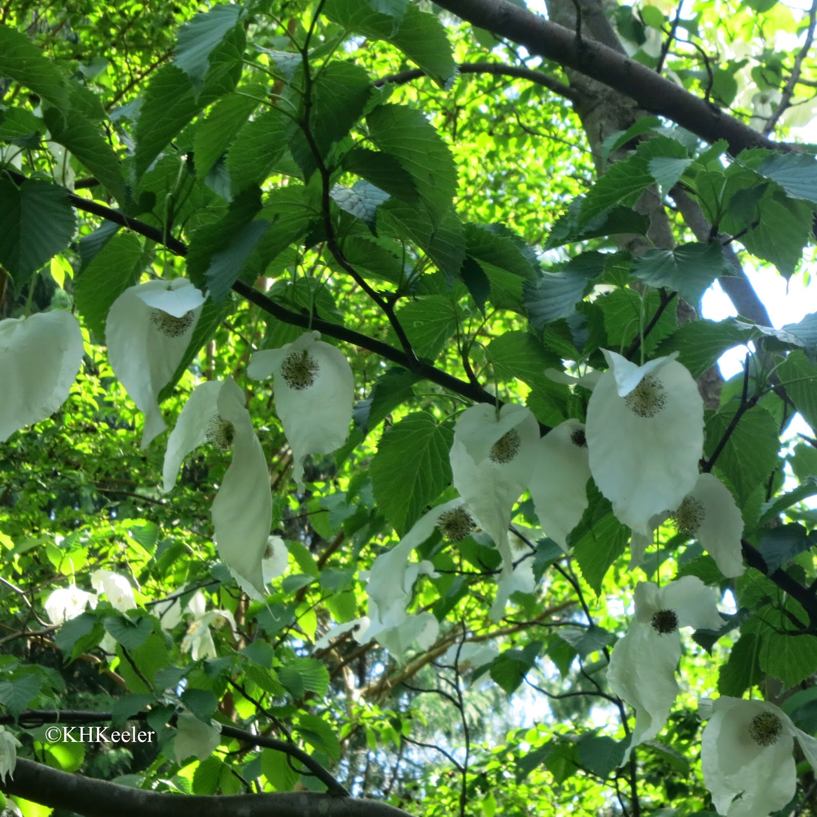 A Wandering Botanist: Plant story - the handkerchief tree, Davidia ...