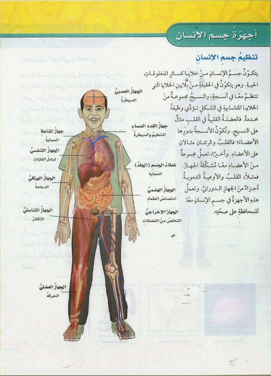 مدونة شبكة العلوم أجهزة جسم الإنسان صور