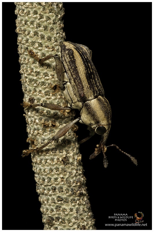 Night at the Rainforest (nocturnal wildlife photography in Panama ...