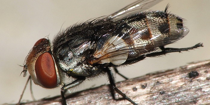 En los cadáveres también hay vida: cuando los insectos ayudan a ...