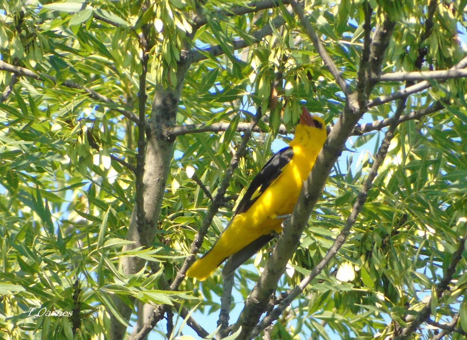 PASARI DIN ROMANIA: GRANGUR, Oriolus oriolus