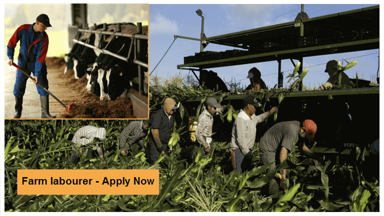 Farm labourers various work animal jam required to Canada - Worldswin ...