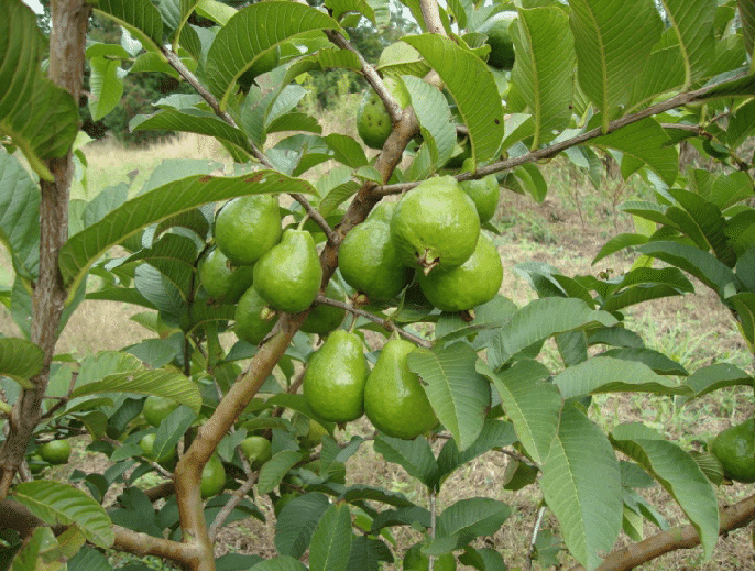 Goiaba | Psidium guajava