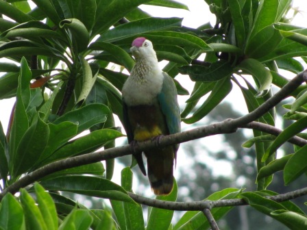 Flora and Fauna - Plants and Critters: Some Birds of Samoa