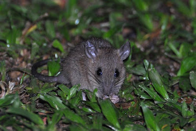 Singapore Wild Animals: Rodents