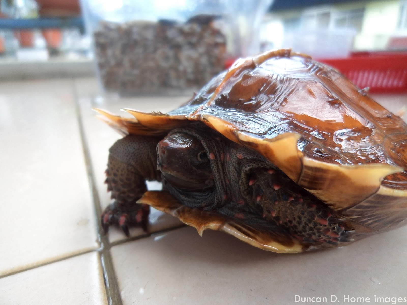 *The KUANTAN blog*: Strange tortoise species