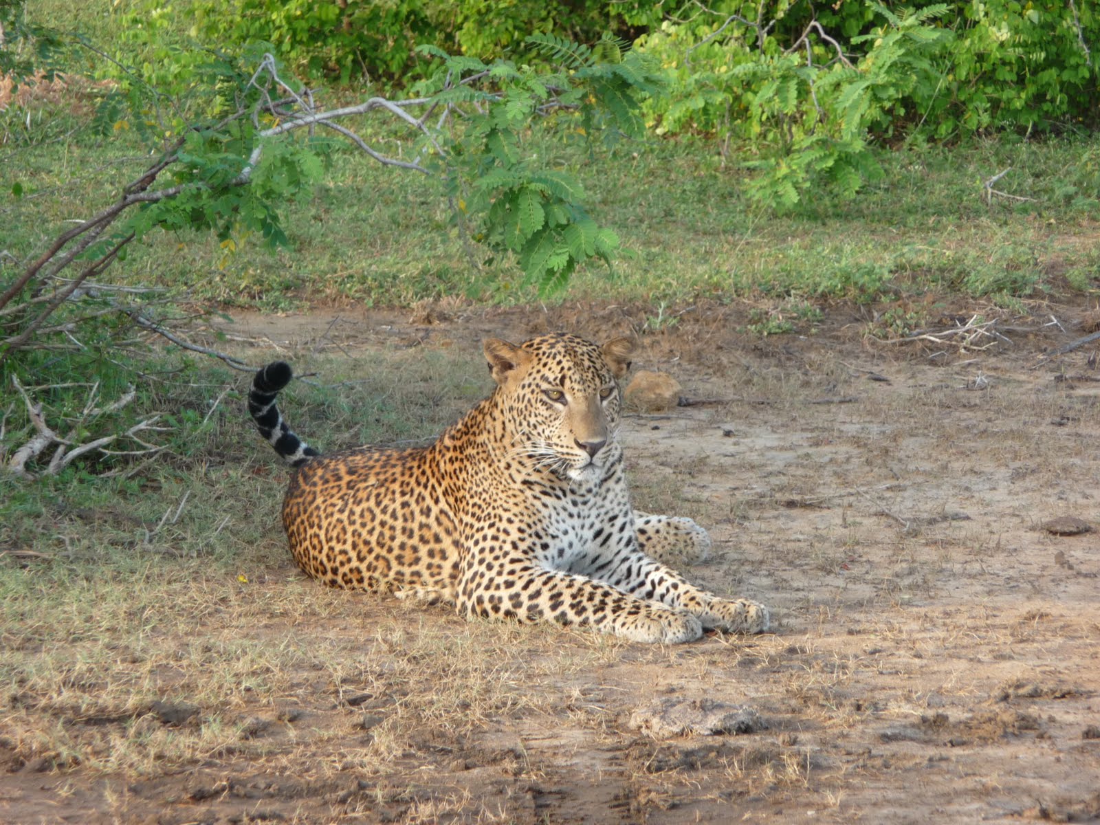 Wild Animal in Sri Lanka (Picture Collection): Tiger in Yala Park