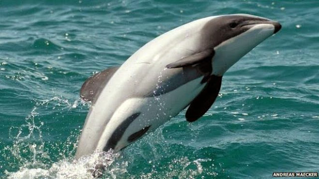 Seemorerocks: New Zealand's Maui dolphins