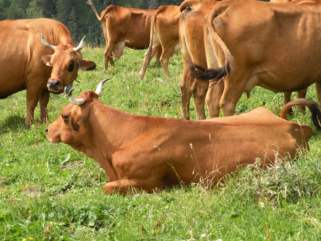 Vachement belles: Vaches tarines