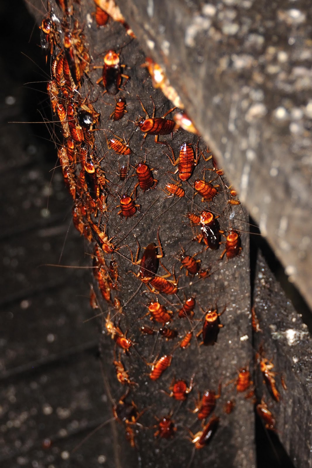 Ascher and Rachel's Asian Adventure