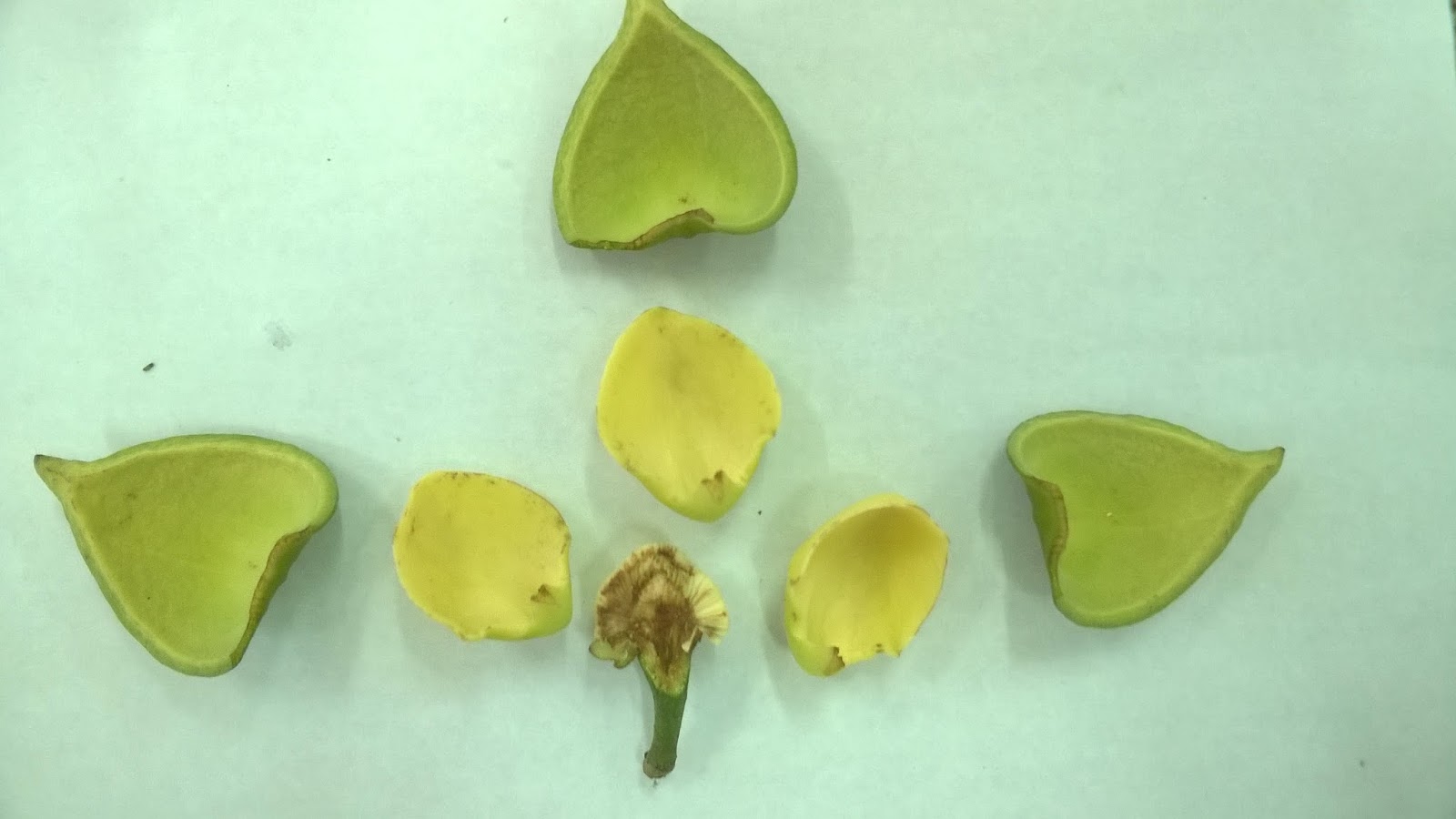 Sistemática Fanerógamas BIO 266 UEFS: Nymphaeanae & Magnolianae