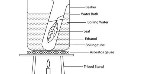 NR Science Centre: PRESENTATION ( Biology ) :- Presence of starch in leaves