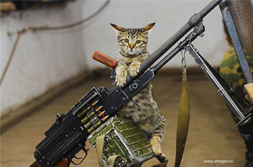 Funny Animals with Guns Photos 2012 | Funny World