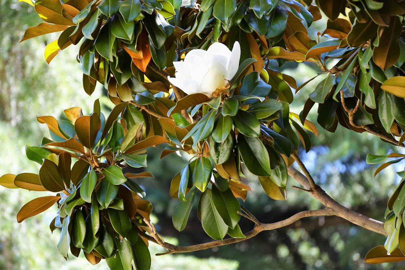 Plantas de Huerta Otea, Salamanca: Magnolia (Magnolia grandiflora)