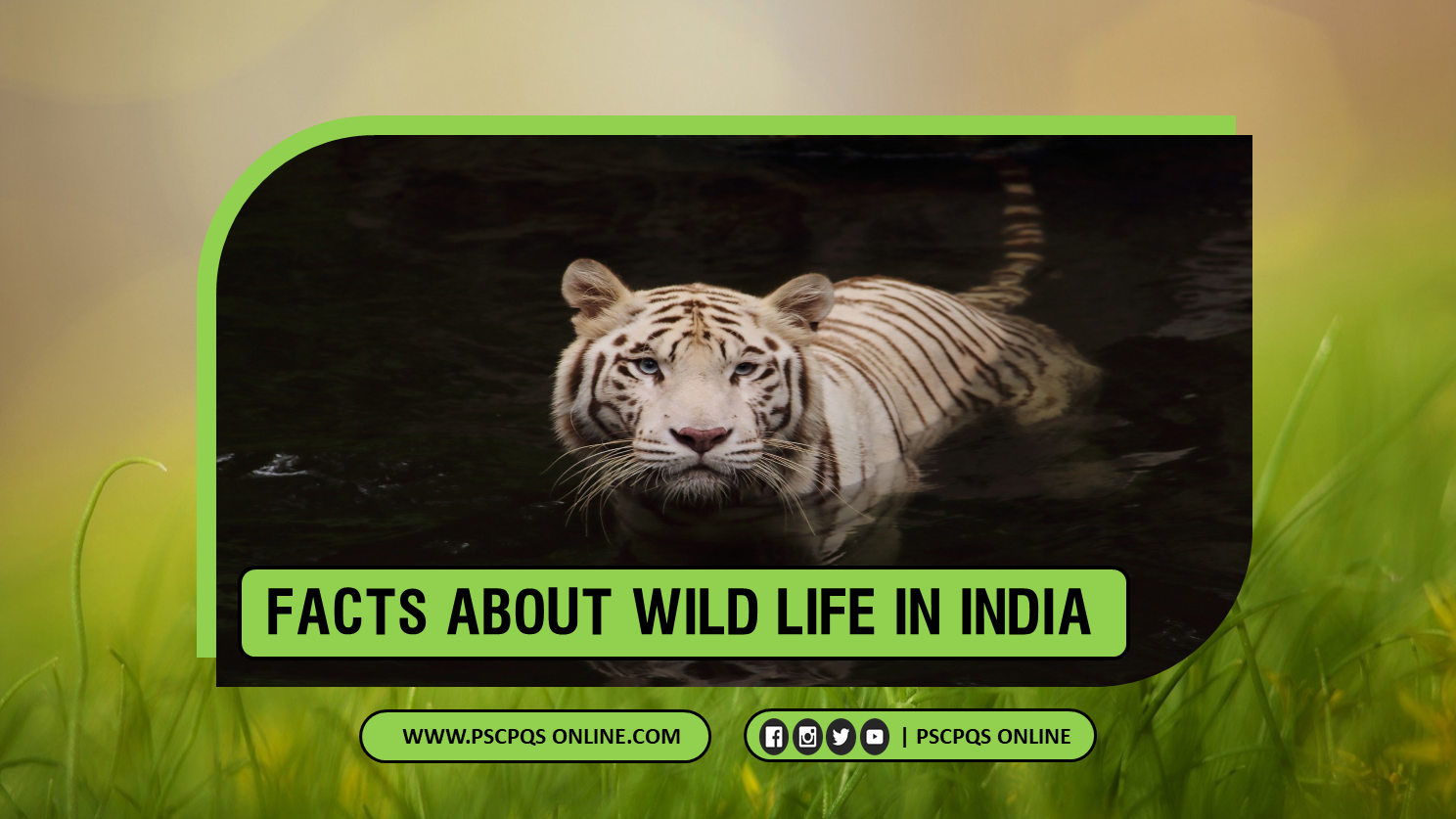 FACTS ABOUT WILD LIFE IN INDIA facts-about-wild-life-in-india