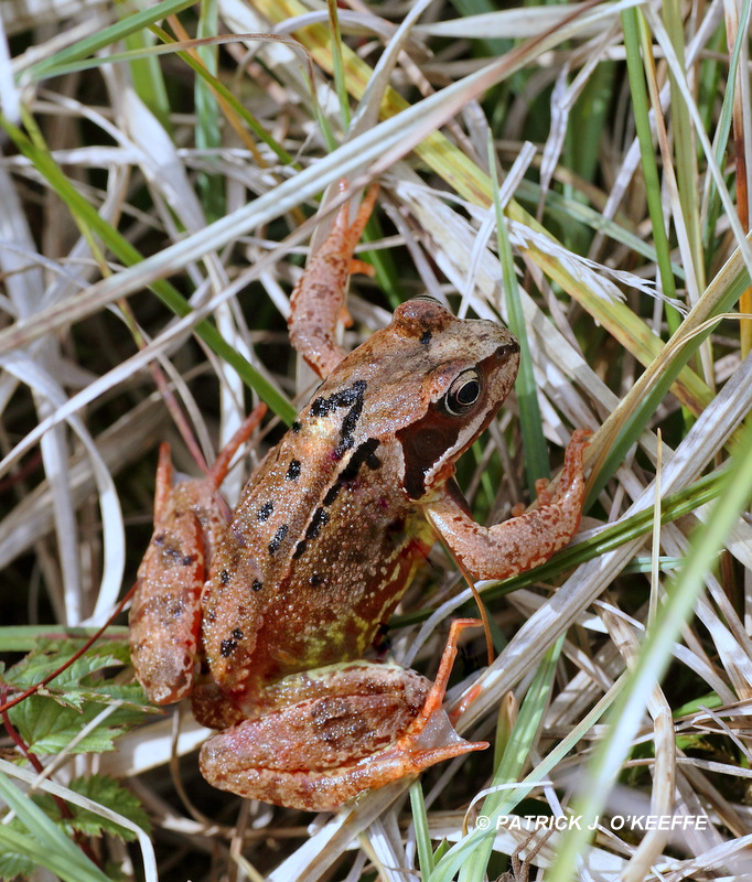 Raw Birds: EUROPEAN COMMON FROG (Orthetrum cancellatum) Lullymore West ...