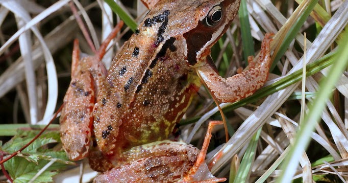 Raw Birds: EUROPEAN COMMON FROG (Orthetrum cancellatum) Lullymore West ...