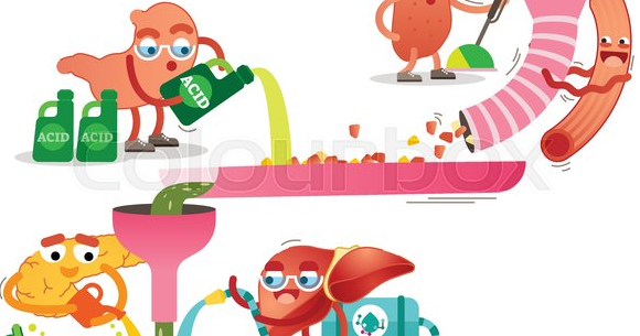 Intan Nirmala Blog's: SISTEM PENCERNAAN MAKANAN ( IPA SMP , VIII )