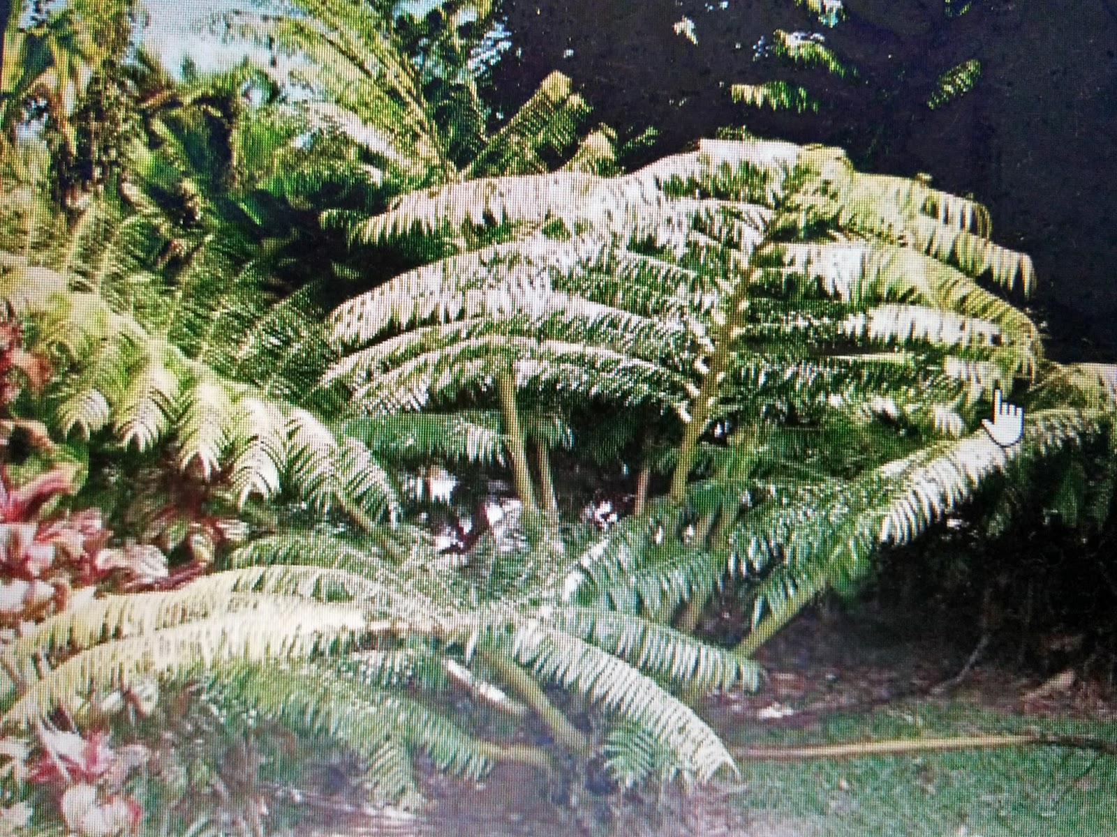 Fuziah Sulaiman blog: Kenali Flora di Laman Paku Pakis-Pteridofita ...