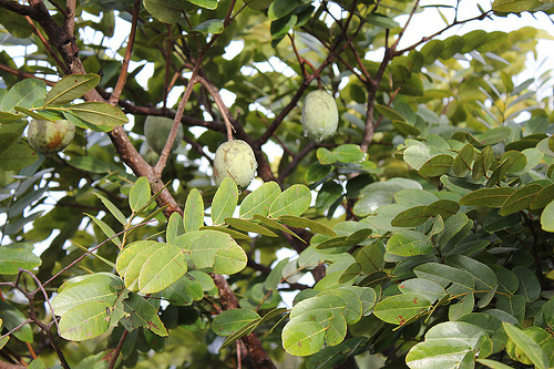 SEYILAABE HTKM: La chronique du mardi au jardin botanique: le Detarium ...