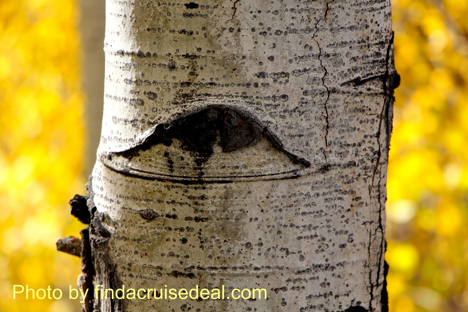 Carl's Cruise Capers and Travel Tips