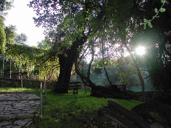 ΙΣΤΟΡΙΑ,ΛΑΟΓΡΑΦΙΑ,ΠΑΡΑΔΟΣΗ.: ΒΑΛΥΡΑ. ΑΜΠΕΛΙ-ΤΡΥΓΟΣ-ΚΡΑΣΙ ...