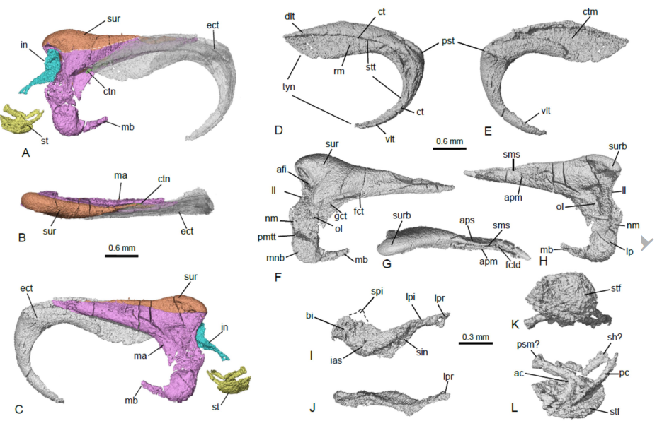 Sciency Thoughts: Sinobaatar pani: A new species of Multituberculate ...