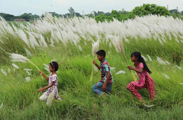 STAR HD PHOTOS: Autumn: Beautiful Flower Kaash Phool