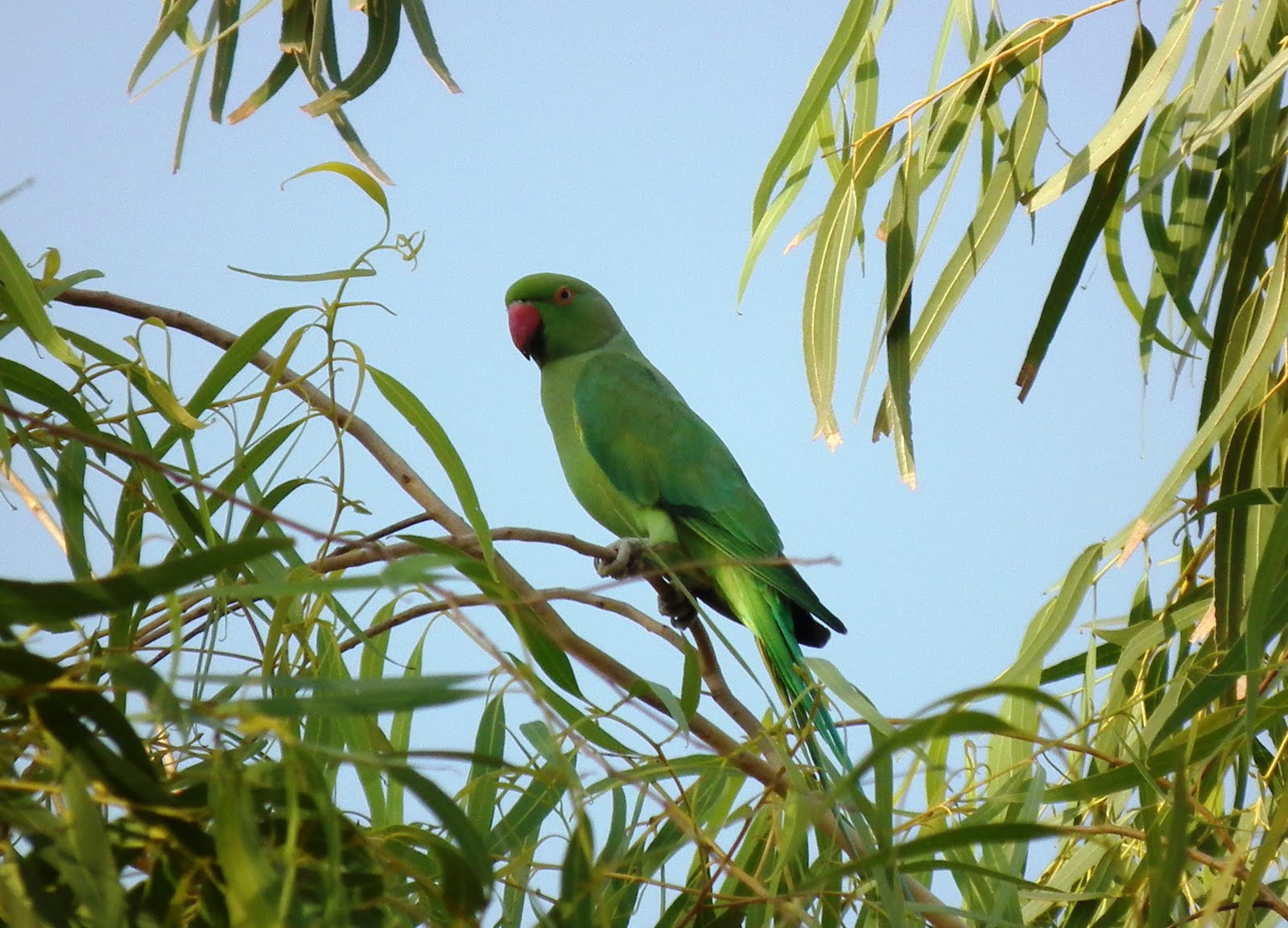 The Green Bee Eater: Parakeets