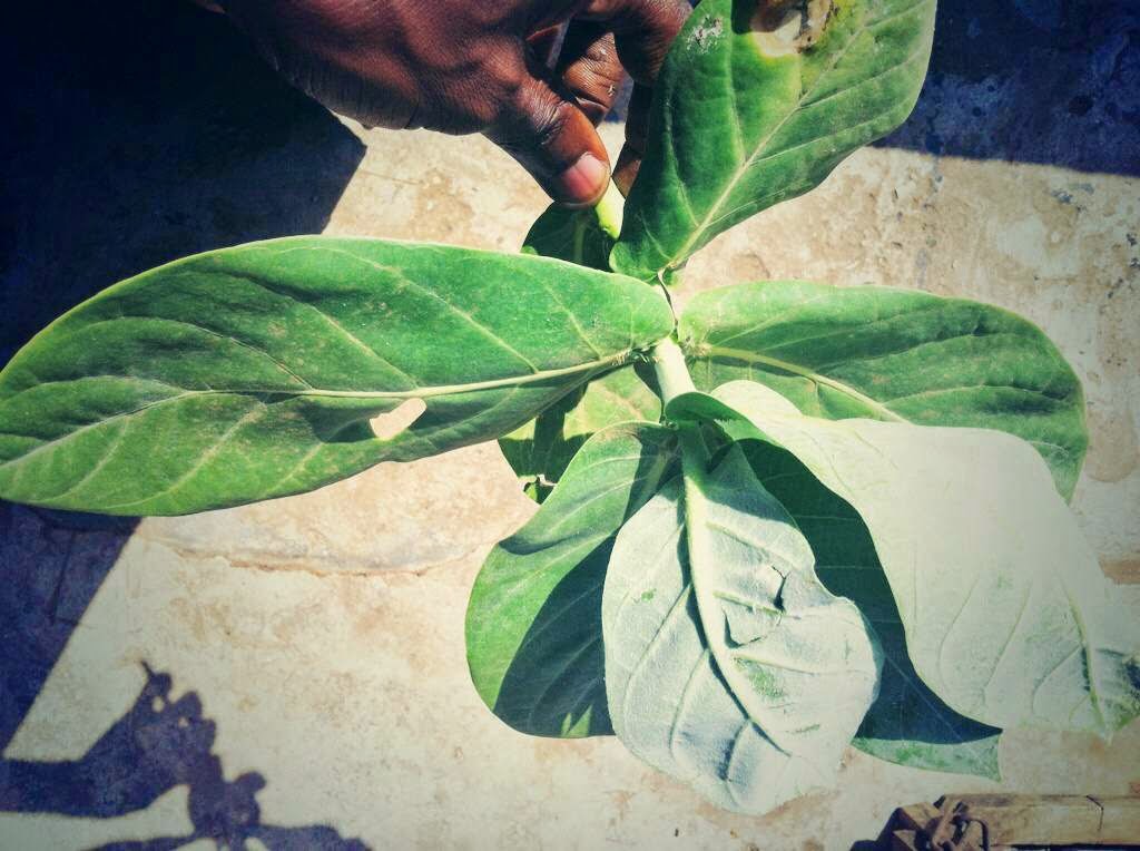 YO'BA MO'ODUA: EWÉ ÀTI EGBÒ (LEAVES, HERBS AND ROOTS)