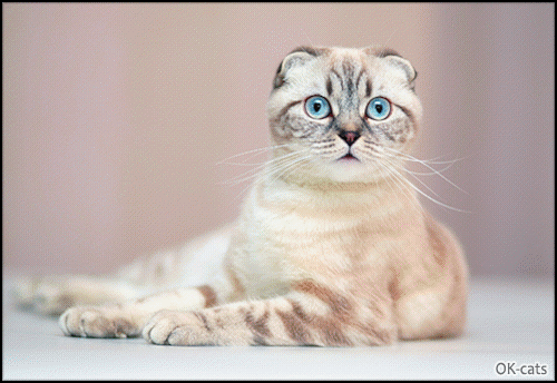 Scottish Fold Munchkin Cat Gif