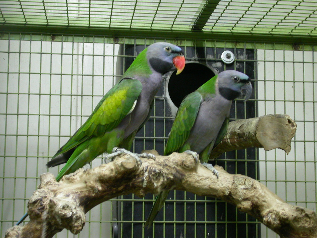 Derbyan Parakeet