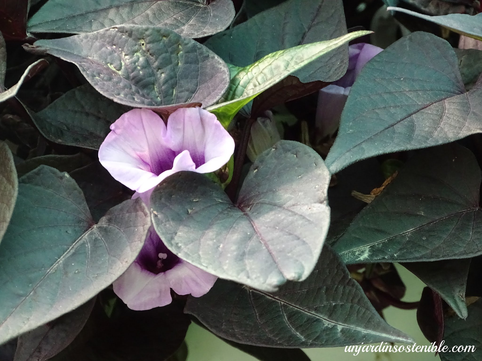Ipomoea hybrida (Batata ornamental) (Ipomea-Gloria de la mañana).