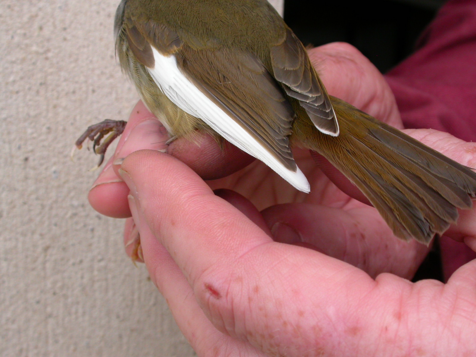 Gibraltar Point Bird Observatory Blog: 2011