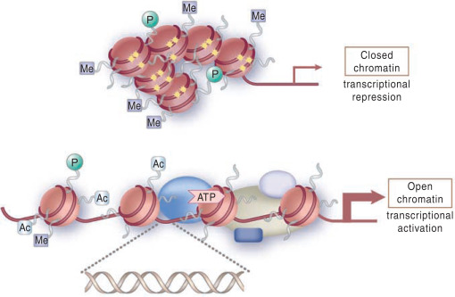 Modern Science refutes the Evolutionary theory: Open chromatin exposed ...