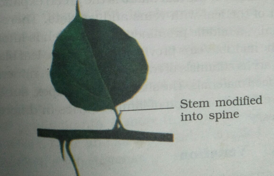 Morphology of Flowering Plants Class 11 Science Notes Download in PDF-2 ...