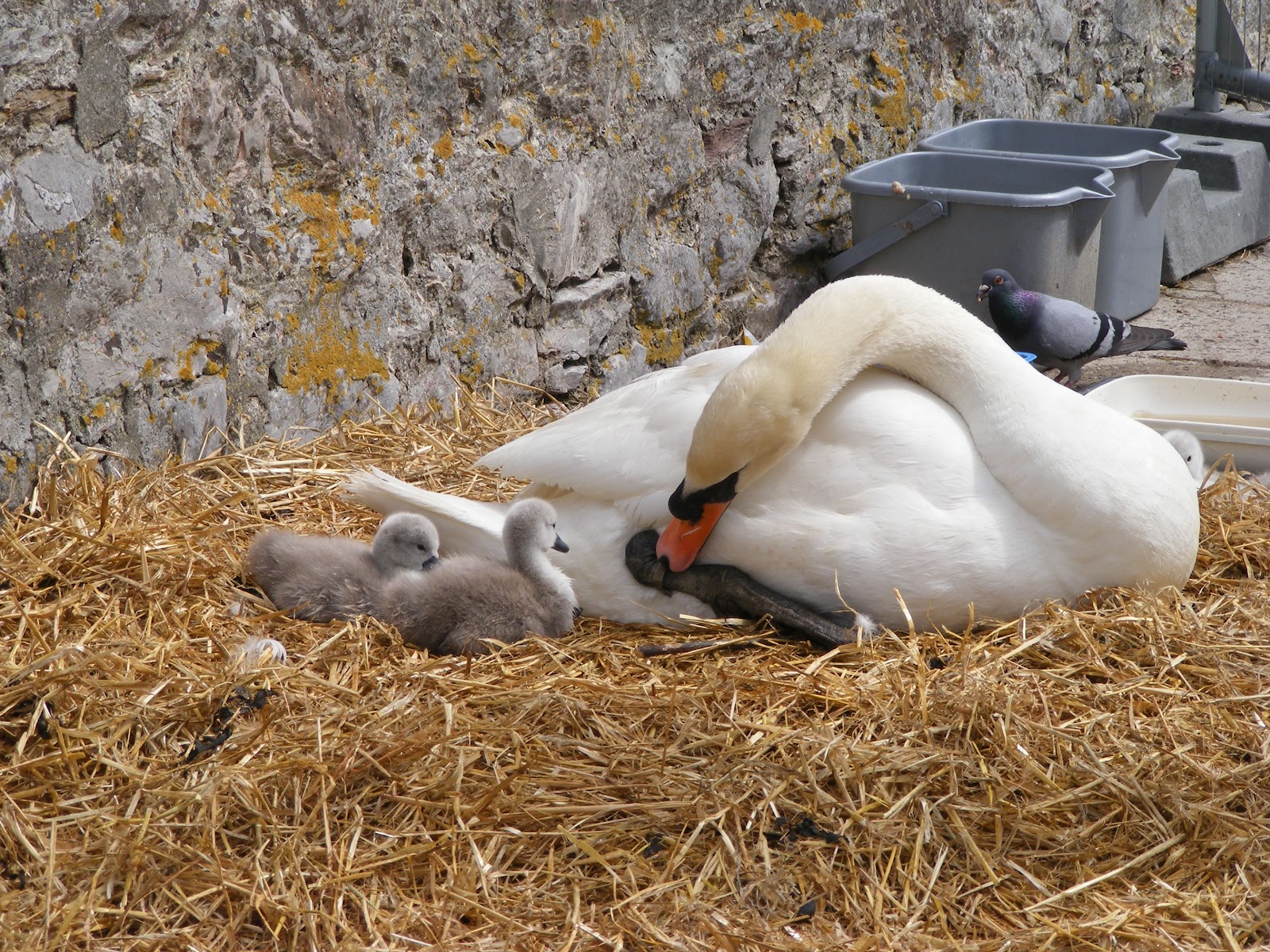 Life in Plymouth: A favourite Walk - Mount Edgecombe Park