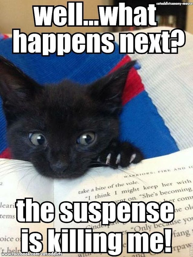 Random 18 Cat Memes That'll Throw Some Dumb Comedy Into Your Life