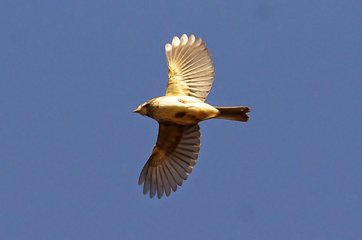 Hawk Ridge Blog: Hawk Ridge count summary, week of 23-30 September 2014