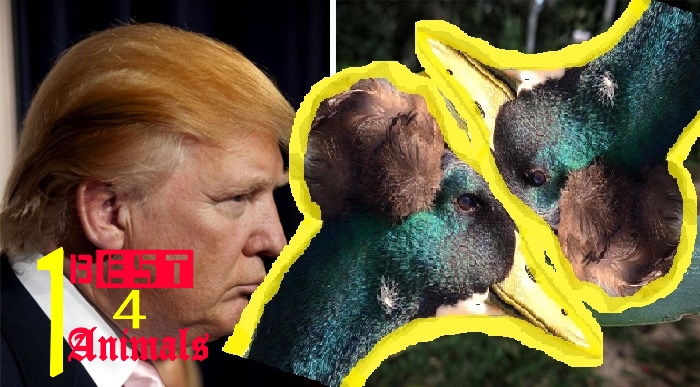 13 Animals That Look Just Like Donald Trump - (THIRD will SURPRISE You !)