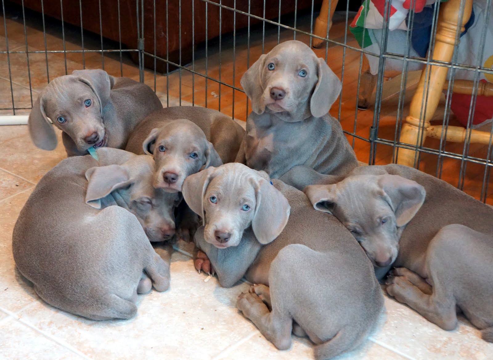 RoseWin Weimaraners: ROSEWIN PUPPY PACK 8 weeks old from CERVELO / LILY ...
