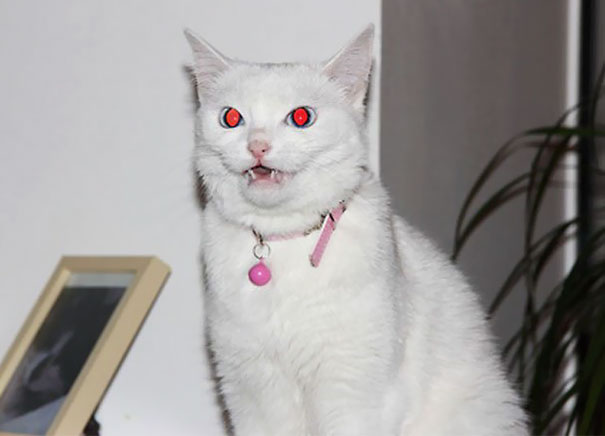 25 Pics Proving That Cats Are Actually Demons.