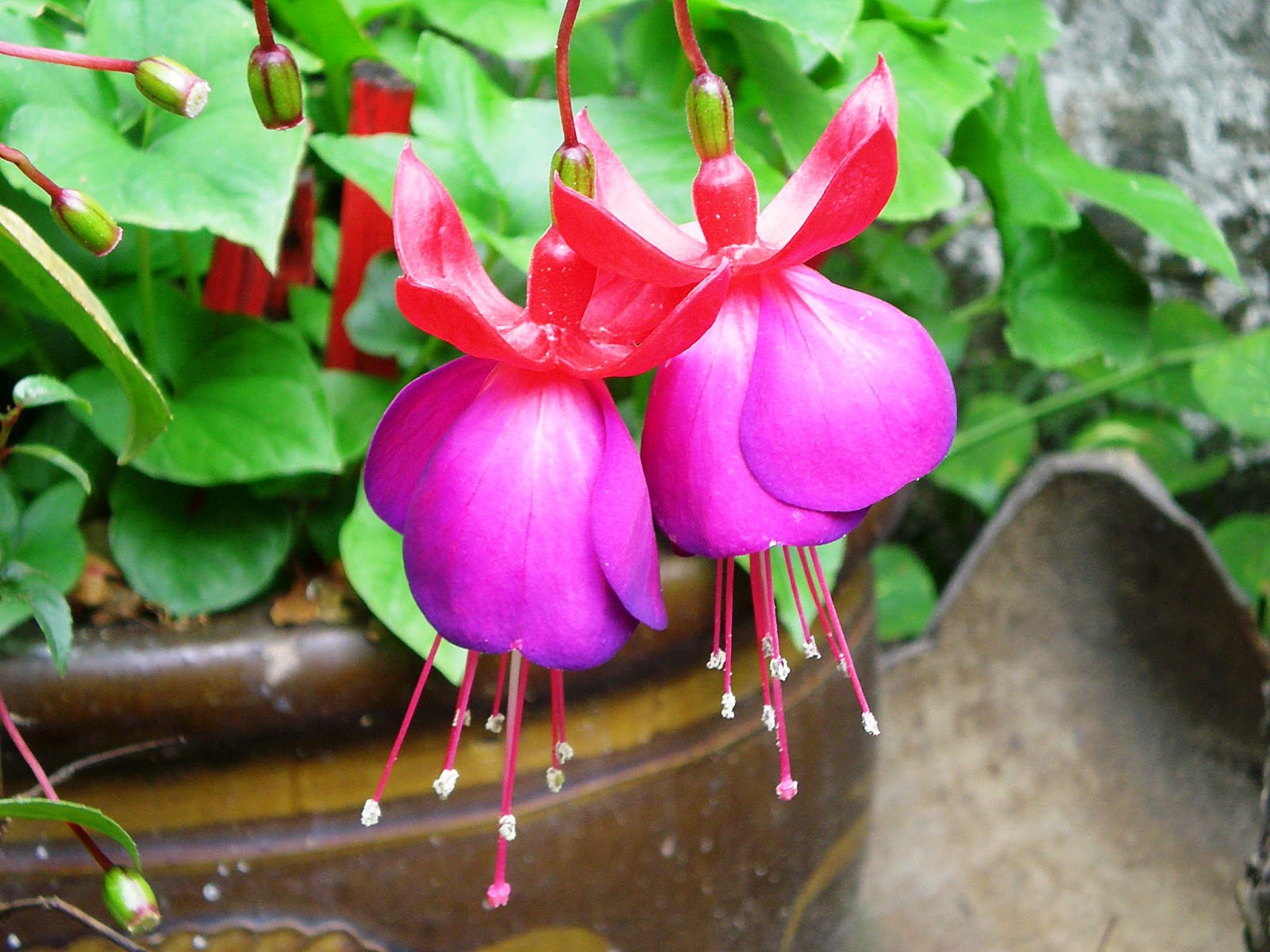 A Small Gang of Authors: In the Garden -- Growing Fuchsias