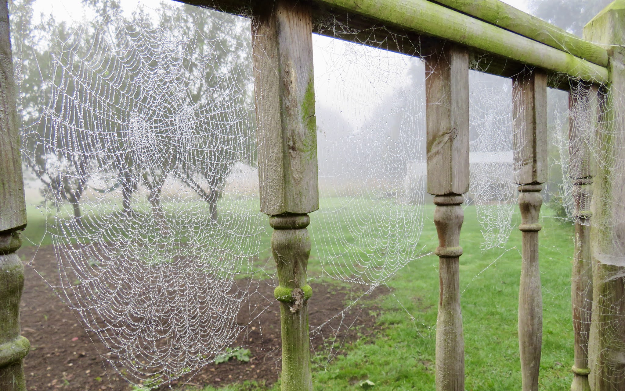 Floral Fantasies: A Vintage twist and an awesome cobweb!
