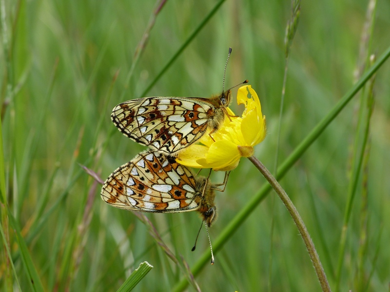 Butterfly Notes: Some local butterflies