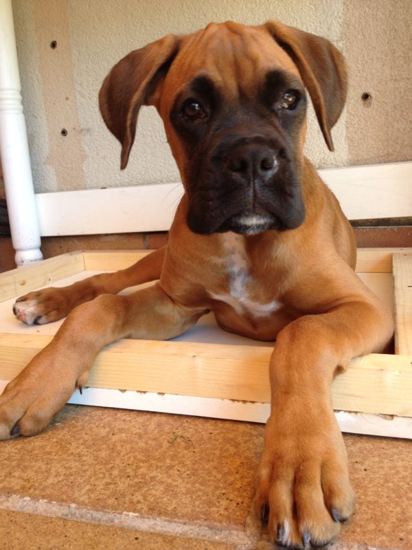 ANIMAL: El Bóxer (Perro)