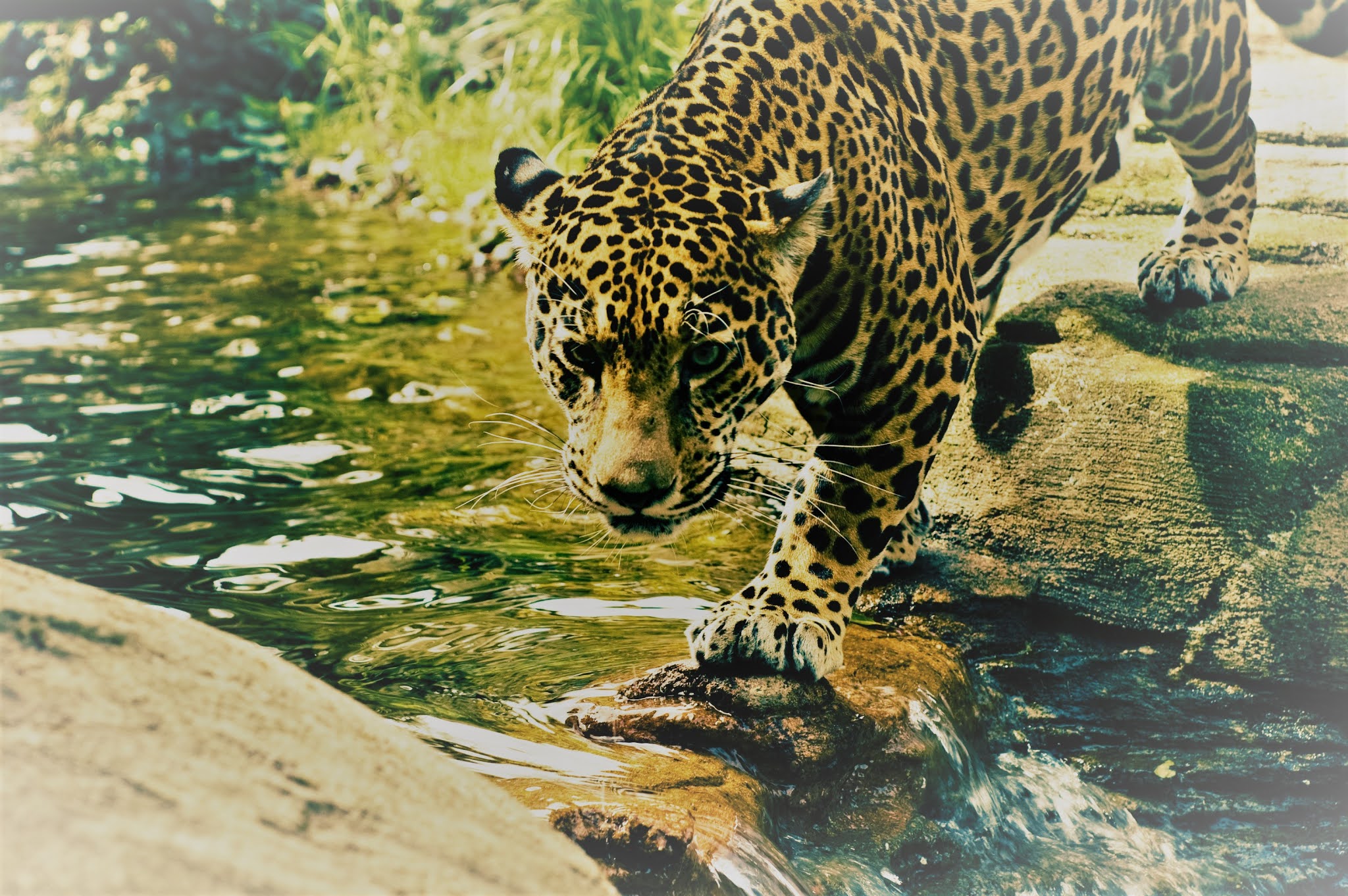 Leopard: Habits, Diet and Other Facts