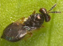 MUSUH ALAMI-PREDATOR: Predator dan parasitoid utama ulat pengorek batang