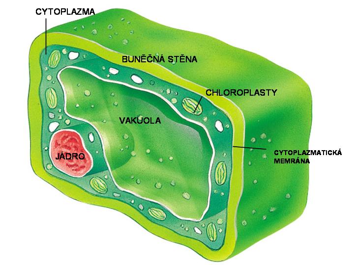 Start-6go//ETE: Biologie-Rostlinná buňka